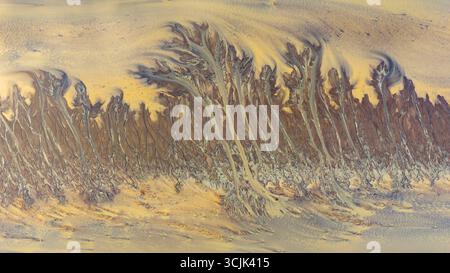 The natural landscape of "tidal trees" appearing after the ebb tide at ...