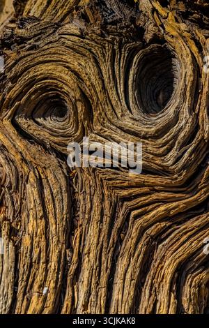 Bark of dead conifer at Iceberg Lake in Ansel Adams Wilderness, Inyo ...