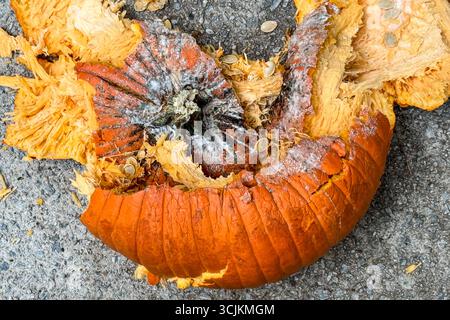 Closeup of a soft, decaying pumpkin lying in pieces after being smashed ...