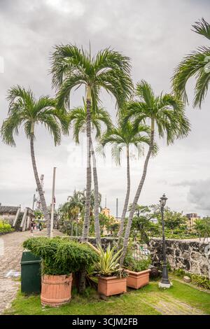 Cebu City, Philippines - JANUARY 10, 2024: View Of the palm trees at ...