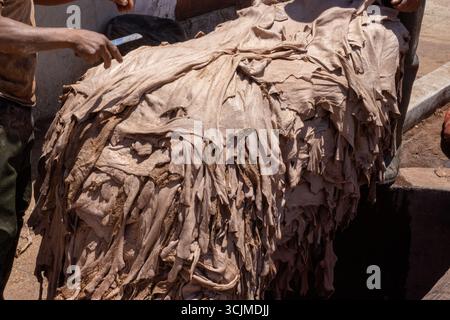Wet skins in a Typical leather tannerie in Marrakesh, Morocco being ...