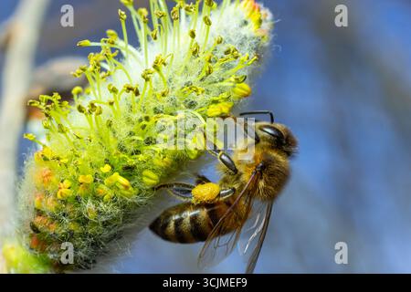 Bees pollinate spring blooming willow tree in garden, flora and fauna ...