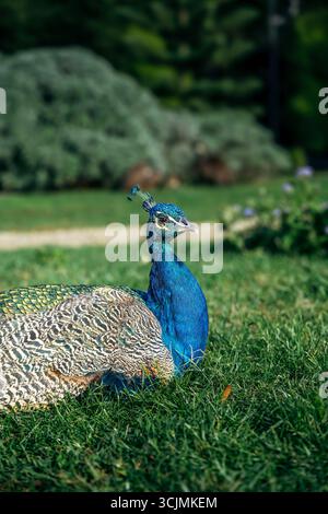 A beautiful peafowl bird resting on the ground Stock Photo - Alamy