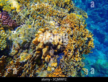 Coral reef underwater. Golden porites with purple pocillopora and blue ...