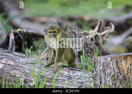 Gabon talapoin (Miopithecus ogouensis), adult, alert, on tree trunk ...