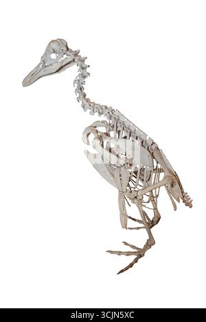 GENTOO PENGUIN Pygoscelis papua skeleton after skua attack Falkland ...