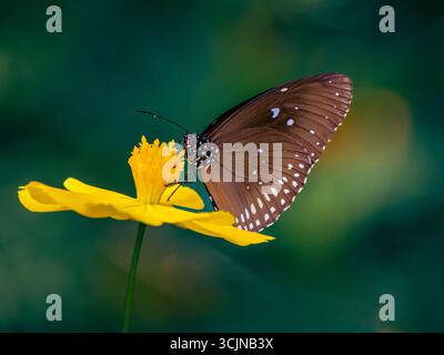 white butterfly on a flower on bokeh background Stock Photo - Alamy