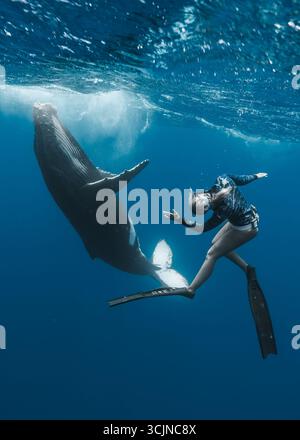 Humpback whale in the deep blue waters of Tonga Stock Photo - Alamy