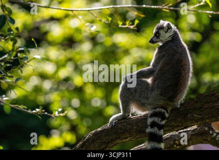 Ein Katta Lemur catta auf einem Baum im Tierpark Berlin-Friedrichsfelde ...