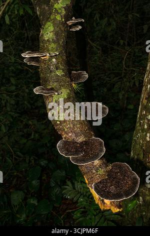 Hairy Hexagonia (Hexagonia hydnoides) Fungi Stock Photo - Alamy