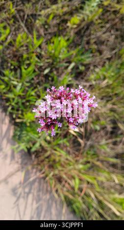 Blooming purple verbena flower in Chiang Mai, Thailand Stock Photo - Alamy