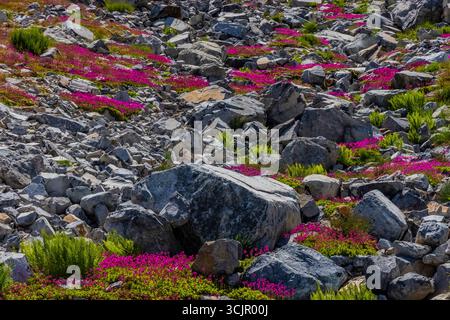 Sierra Primrose, Primula suffrutescens, in meadow below Mount Ritter ...