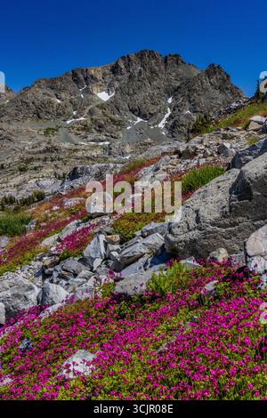 Sierra Primrose, Primula suffrutescens, in meadow below Mount Ritter ...