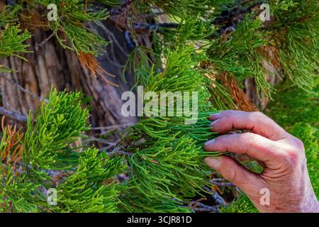 Sierra Juniper, Juniperus grandis, leaves in the Ansel Adams Wilderness ...