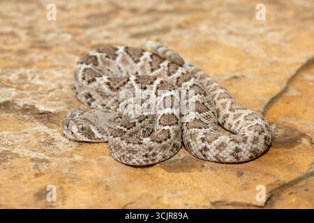 A beautiful juvenile western diamondback rattlesnake (Crotalus atrox ...
