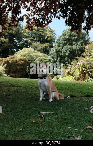 Shiba inu, on a leash, in the park for a walk. High quality photo Stock ...