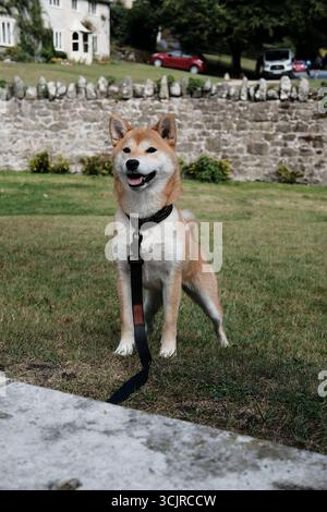 Shiba inu, on a leash, in the park for a walk. High quality photo Stock ...