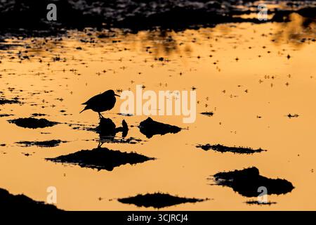 Common sandpiper, Actitis hypoleucos, resting lake shore with ...
