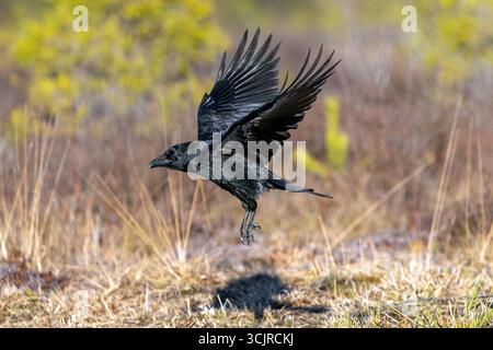 Raven taking off and flying Stock Photo - Alamy
