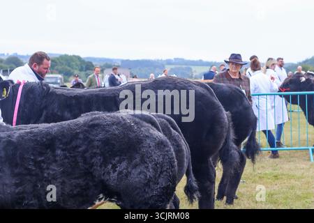 Cattle Showing at the 244th Wolsingham Show, County Durham 2025 Stock ...