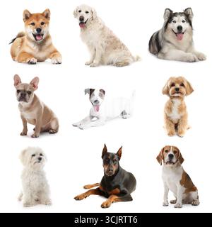 Cute dogs of different breeds isolated on white, collage Stock Photo ...