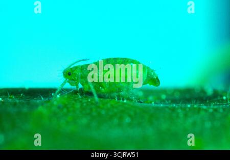 Aphid, Family Aphididae. Viviparity. Giving birth while sap sucking on ...