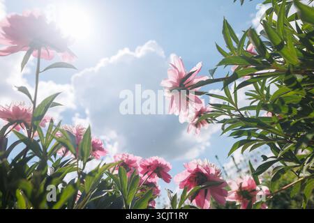 Blue sky and puffy clouds. Selective Focus Stock Photo - Alamy