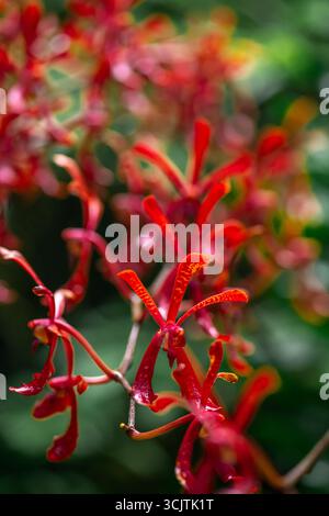 Flower - Renanthera against a blur background - a special orchid hybrid ...