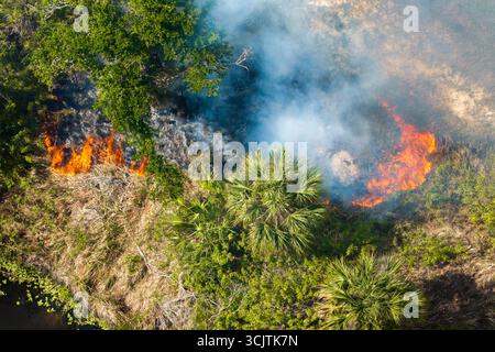 Flames burn through dry grass and piles of pine trees as the Longwood bushfire continues in ...