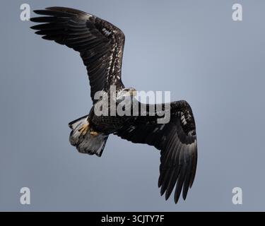 A majestic bald eagle flying high in the sky Stock Photo - Alamy