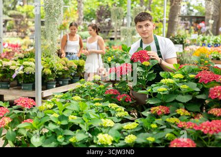 Male flower shop worker takes care of red flowers hydrangea Stock Photo ...