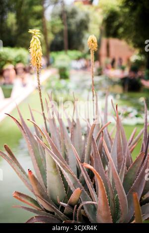 close-up of succulent plants surrounded by mulch outdoor in sunny ...