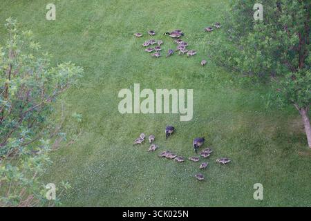 ducks and goose grazing on grass in a park in canada, in summertime ...