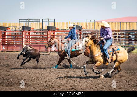 White Shield, ND, USA - July 12 2025: Men at a rodeo work together to ...