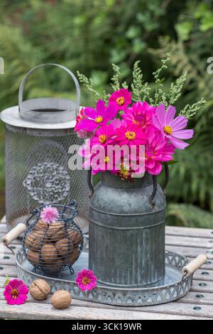 bouquet of pink dahlias, zinnias and cosmos flowers in zinc pot in ...
