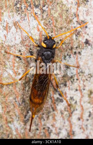 Sawflies, Horntails, and Wood Wasps (Symphyta), Insecta, Val Marie, SK ...