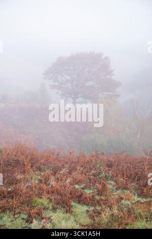 Solitary tree with autumn colors on a hill Stock Photo - Alamy