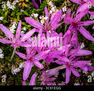 Colchicum × agrippinum, autumn crocus, perennial, bright pink, slightly ...