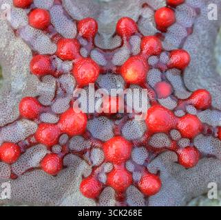 Red-knobbed Sea Star (Protoreaster lincki), seastar / starfish Stock ...