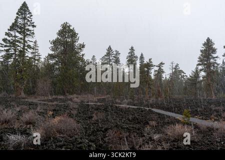 Snowfall Over Lava Cast Forest Trail, Newberry National Volcanic ...