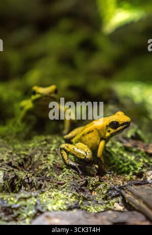 Two mustard yellow frogs on forest floor Stock Photo - Alamy