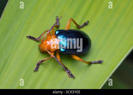 Bombardier Beetles (Brachinus Stock Photo - Alamy