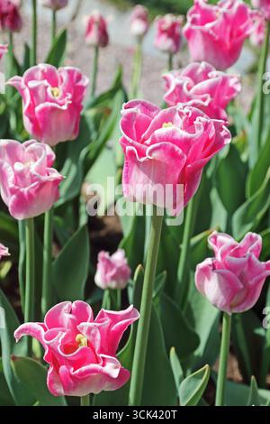 Tulip "Crown of Dynasty Stock Photo - Alamy