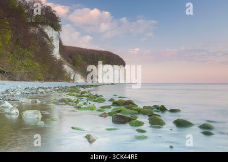 Calk cliffs. Tree on the edge. Jasmund National Park on the island of ...