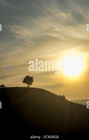 Lone hill top tree at sunrise on a misty summer morning, Devon, England ...
