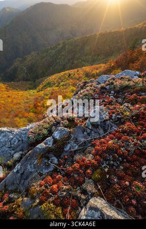 Colorful autumn foliage covered hillside in Arrowtown, New Zealand ...