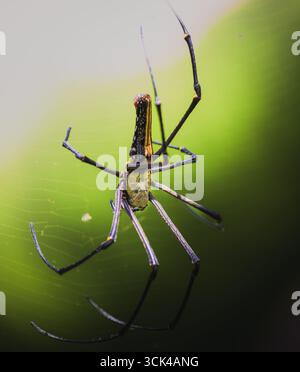 Macro shot of a creepy spider with long sharp legs on the spider web ...
