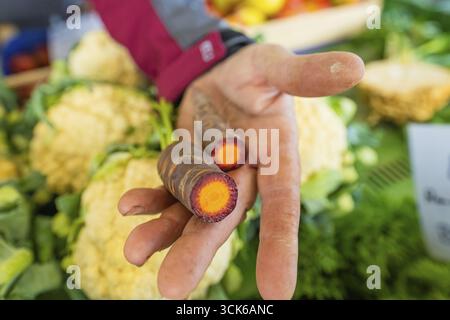 purple cauliflower cabbage in front of white background Stock Photo - Alamy