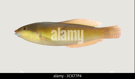 A detailed image of a fish, showcasing its streamlined body and ...