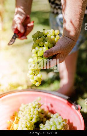 Red grapes at vineyard close up shot Stock Photo - Alamy